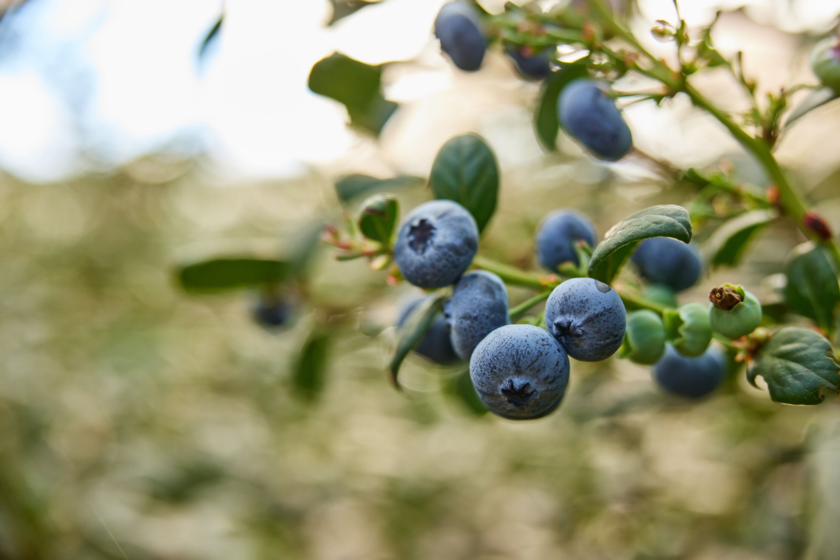 How Costa Berries uses Elifab AI grader to deliver premium blueberries ...