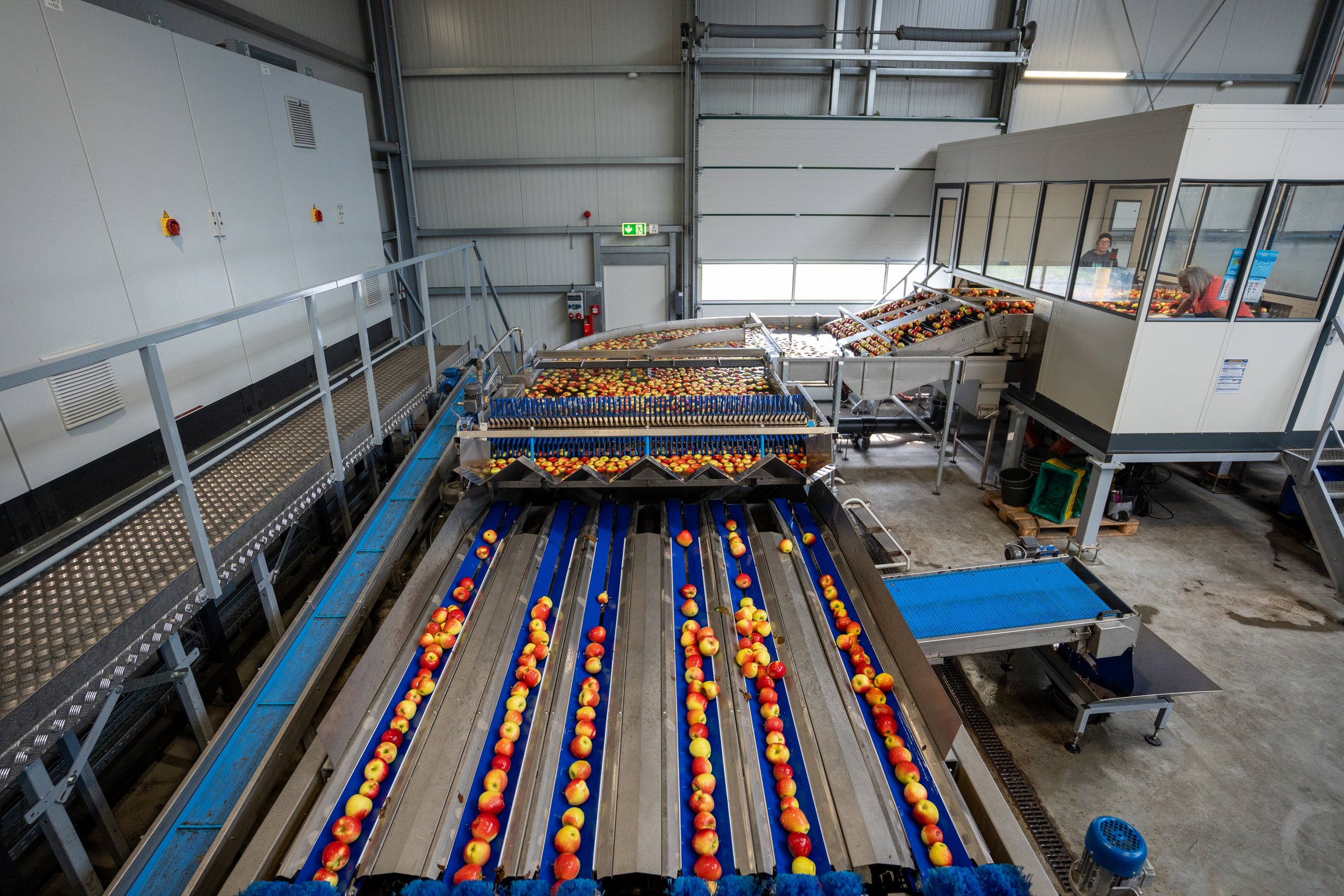 How can you improve apple grading capacity and reduce labor?