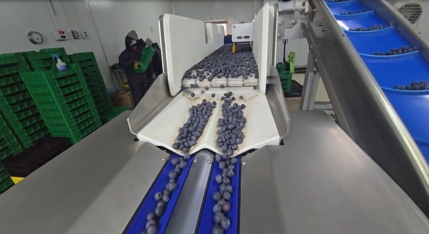 Handvol Boerdery stands tall in global markets with premium blueberries ...