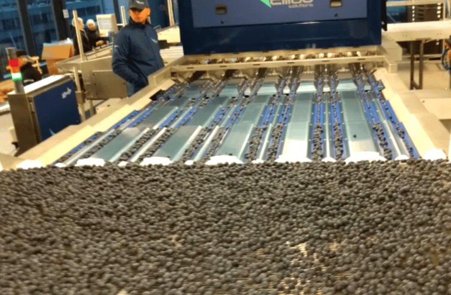 CarSol Europe starts using new Elifab berry sorting machine - Ellips ...