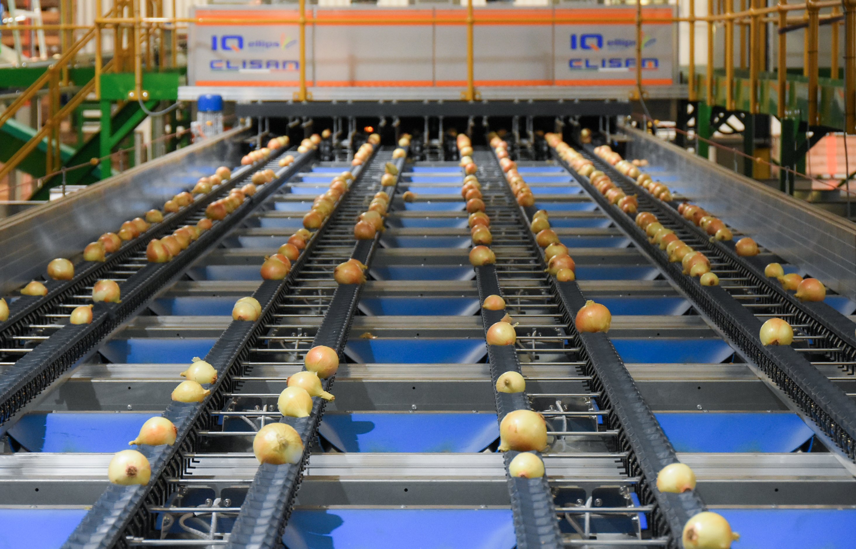 How can you improve onion grading capacity and reduce labor?