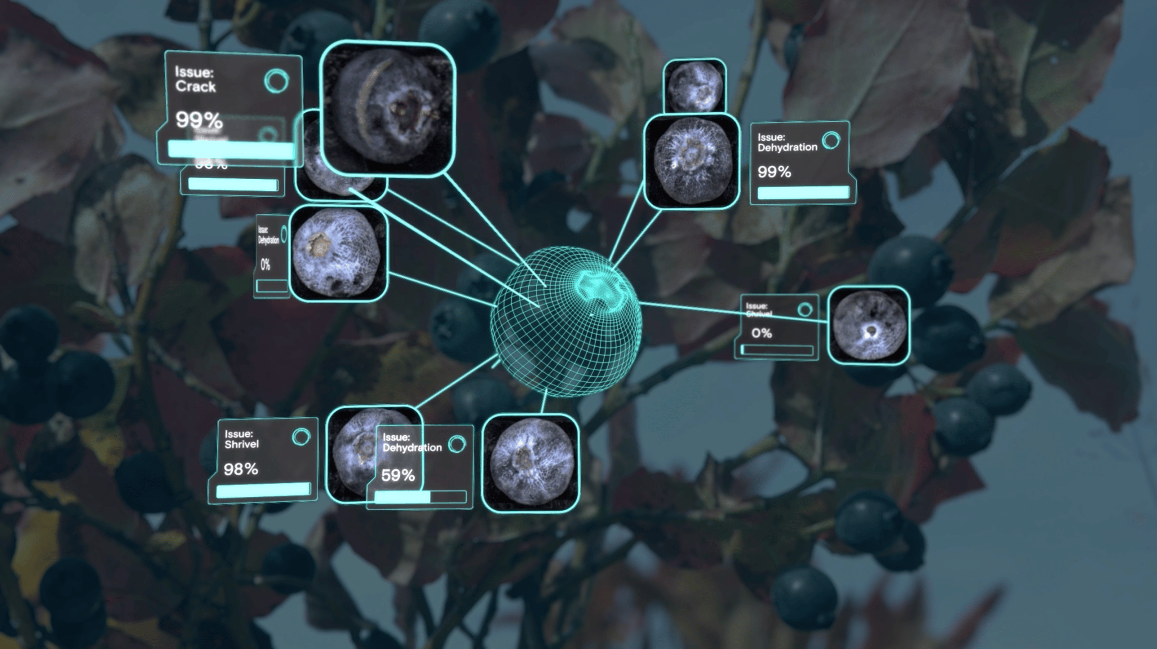 Maximize your harvest value with AI blueberry grading
