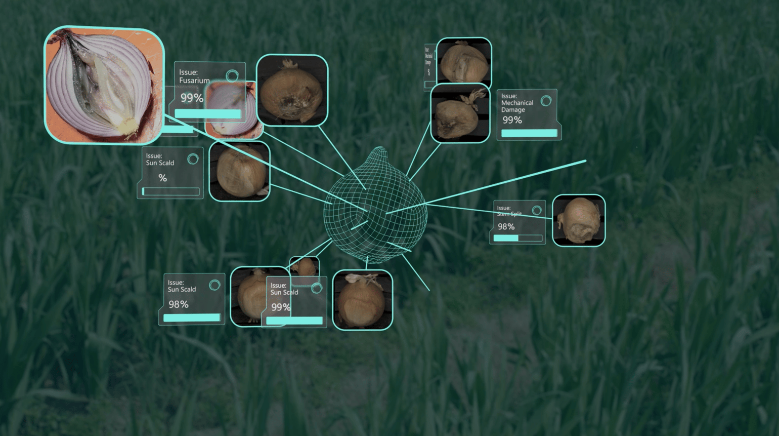 Maximize your harvest value with AI onion grading