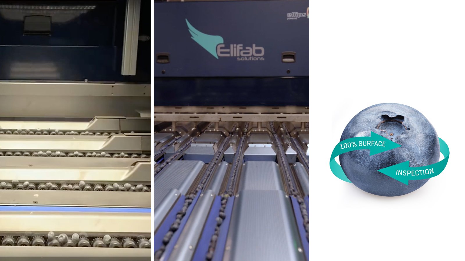 The Next Generation of Blueberry Grading - Ellips | Next Level Grading