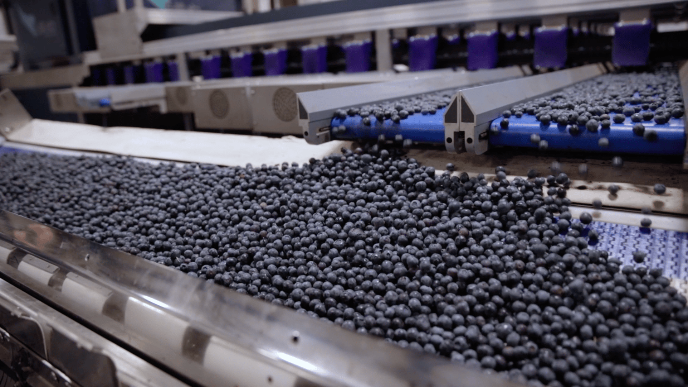 How can you improve blueberry grading capacity and reduce labor?