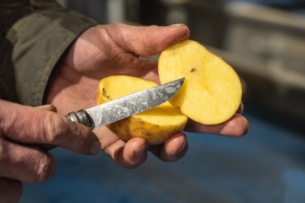 Potato grading: 5 big challenges and how to tackle them