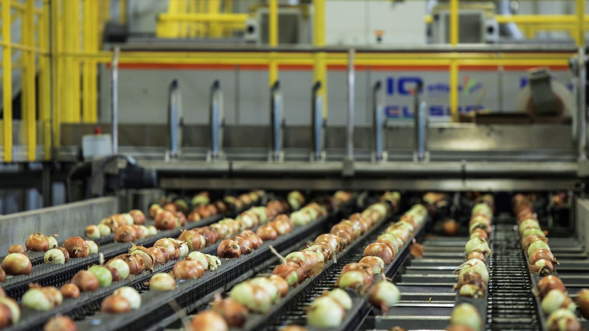 7 Innovative Onion Packers Embrace True-AI to Transform the Market ...