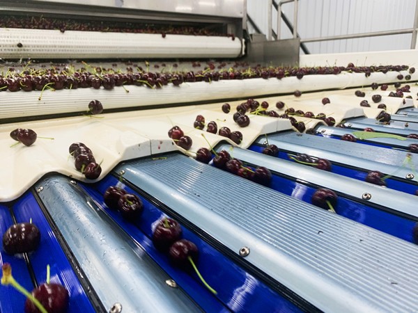 New Sun City Elifab cherry line exceeds expectations - Ellips | Next ...